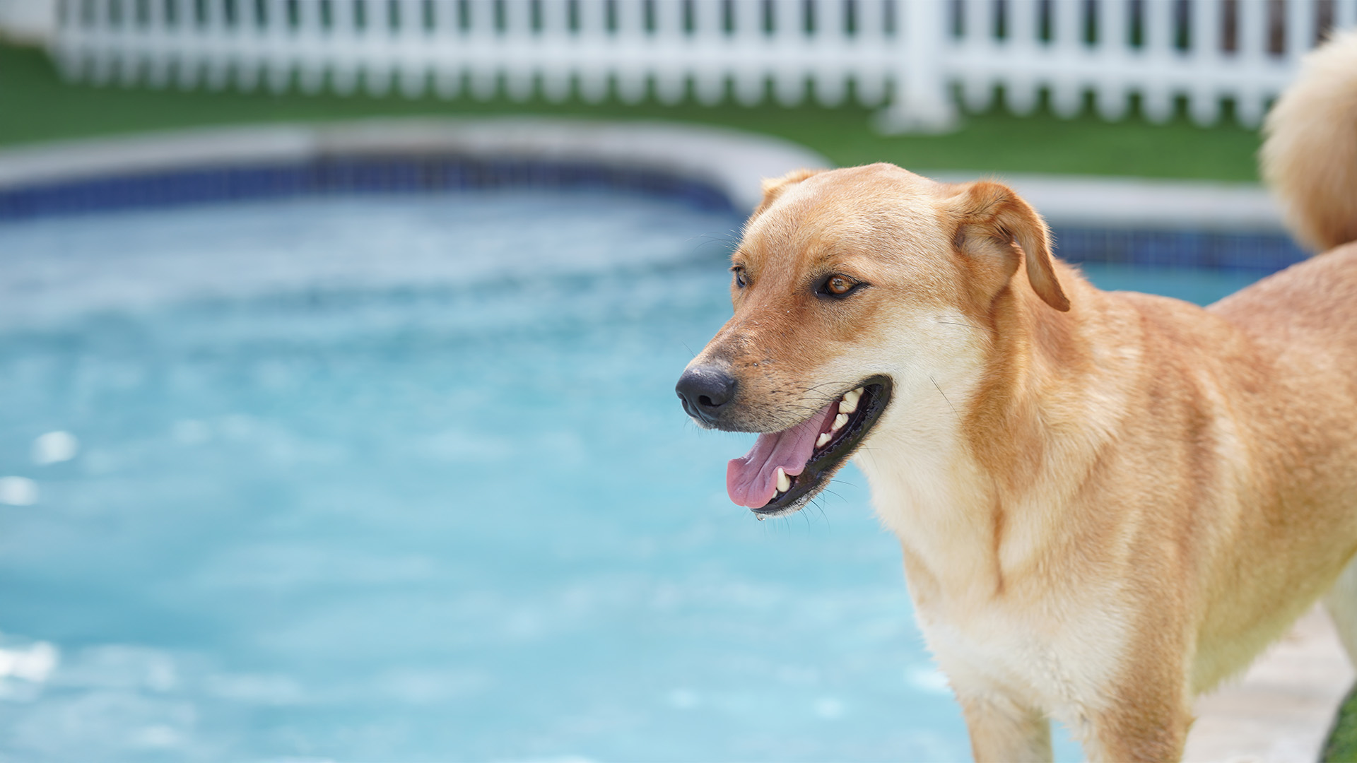 Social Pawz Helps You Establish a Routine for Your Dog for Their ...